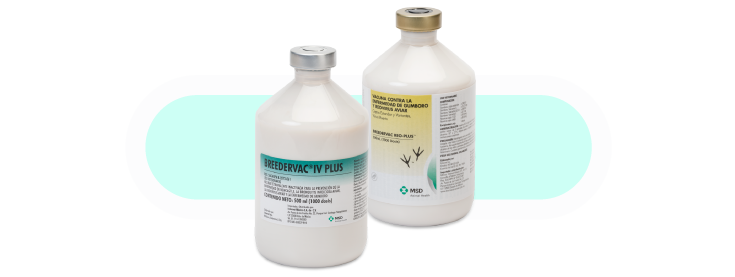 Productos | Avicultura MSD