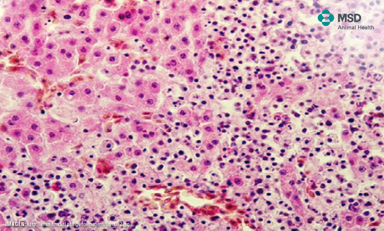 Enfermedad de Marek en aves: Qué es, signos clínicos y control ...